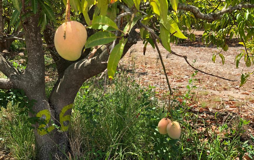 Vanuatuan worker trial to help this year’s top end mango harvest ...