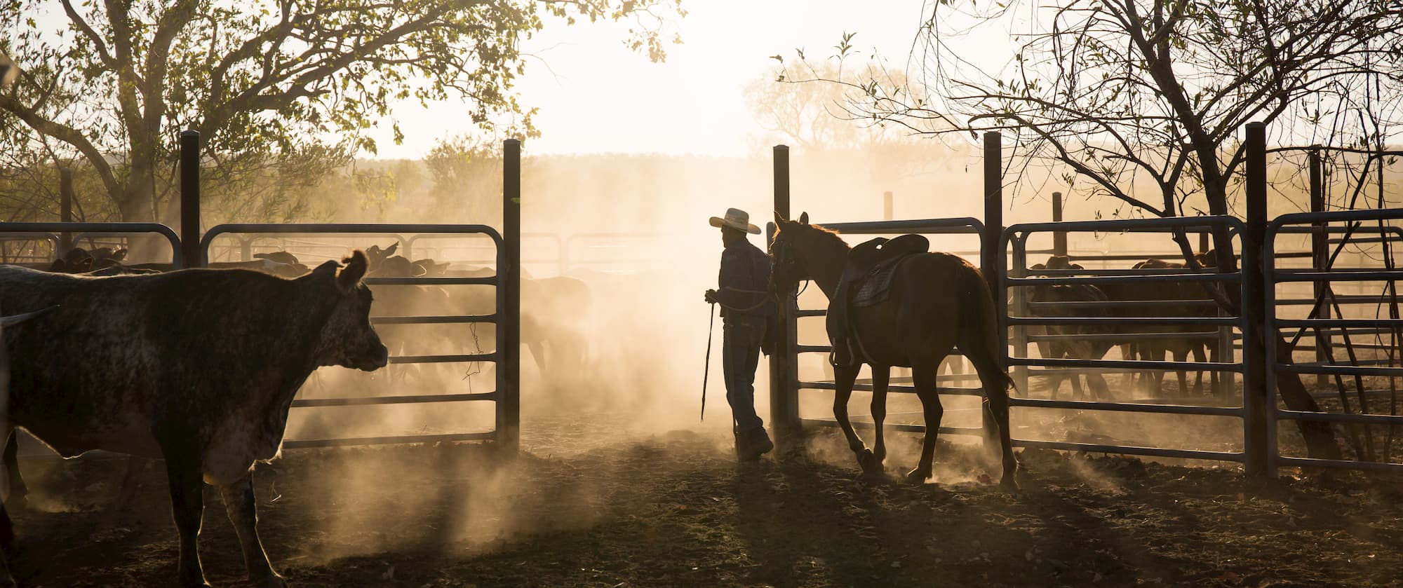 NFF Condemns Appalling Attack on Cattle Class Victims | Mirage News