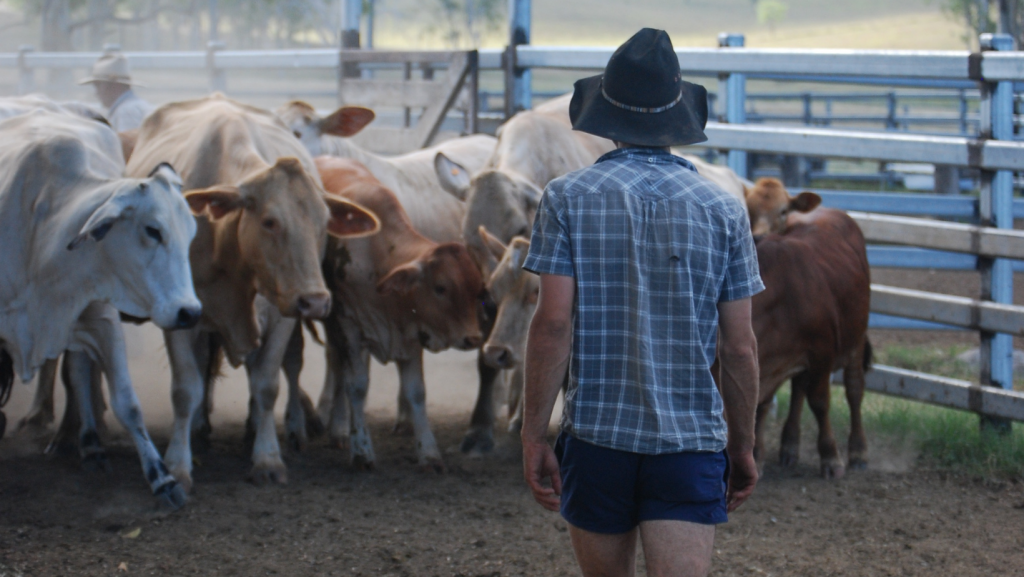 Queensland farmers combine world-class beef production & forest growth ...